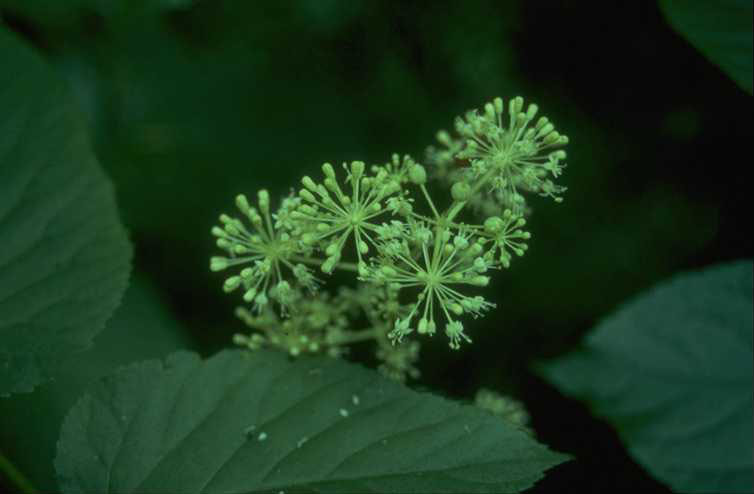 (PPT) What do Energy Pyramids tell us? The importance of the Spotted ...