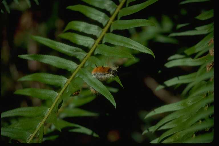 (PPT) What do Energy Pyramids tell us? The importance of the Spotted ...