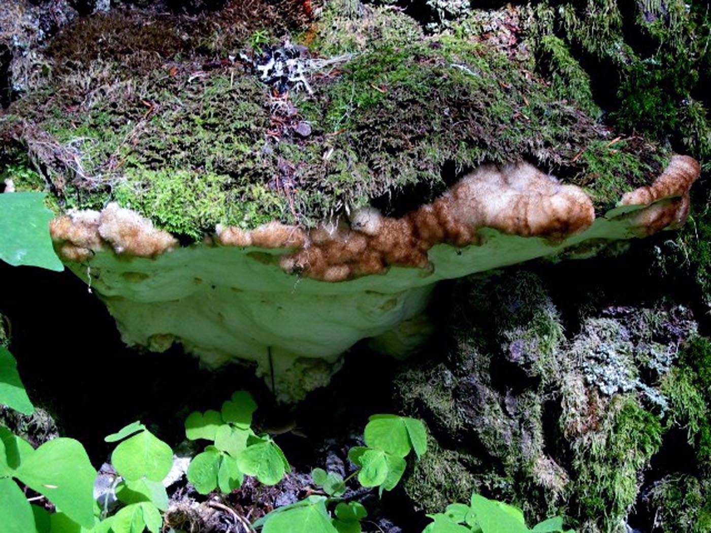 Pacific Northwest Interagency Natural Areas Network