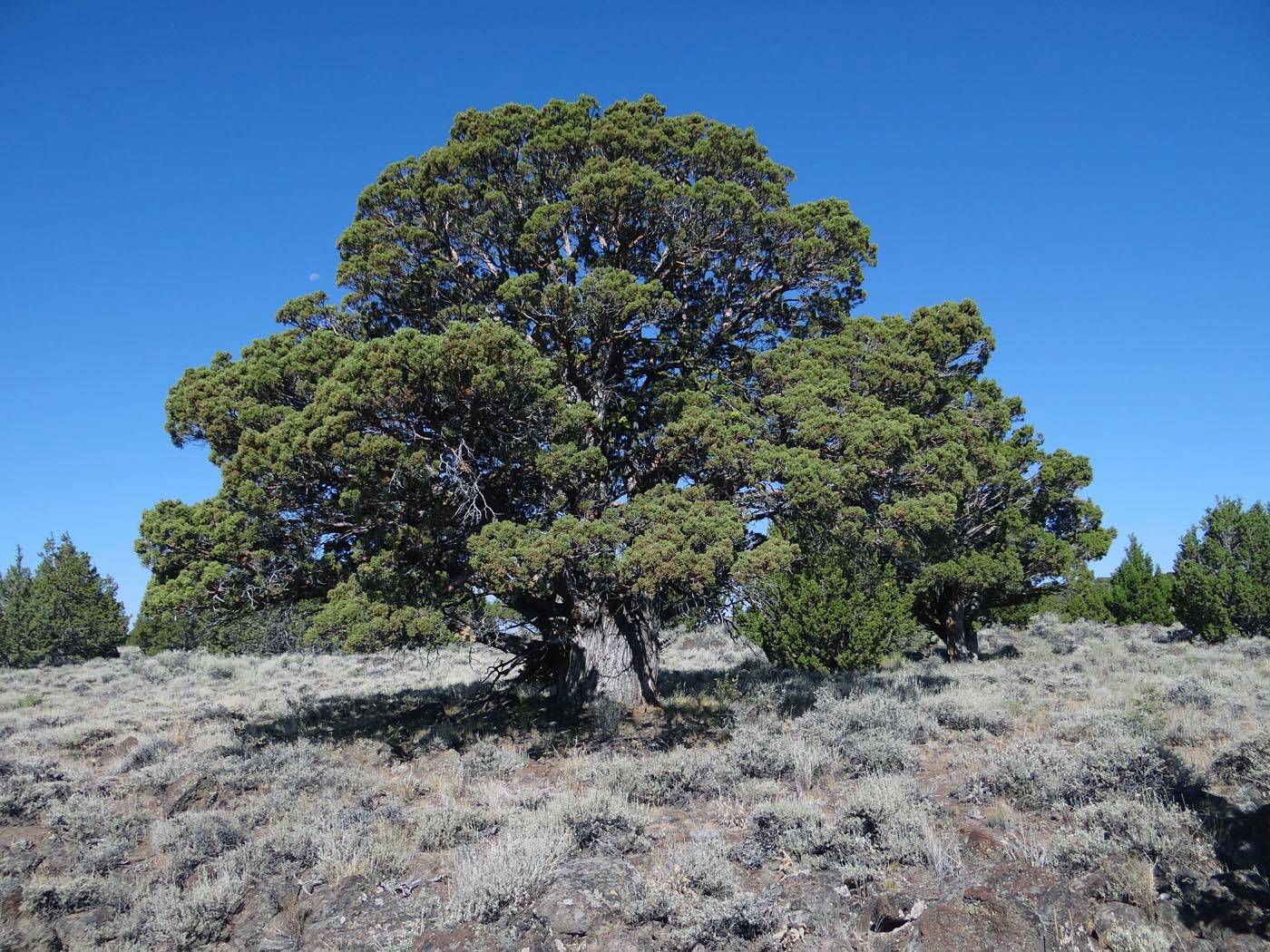 Pacific Northwest Interagency Natural Areas Network