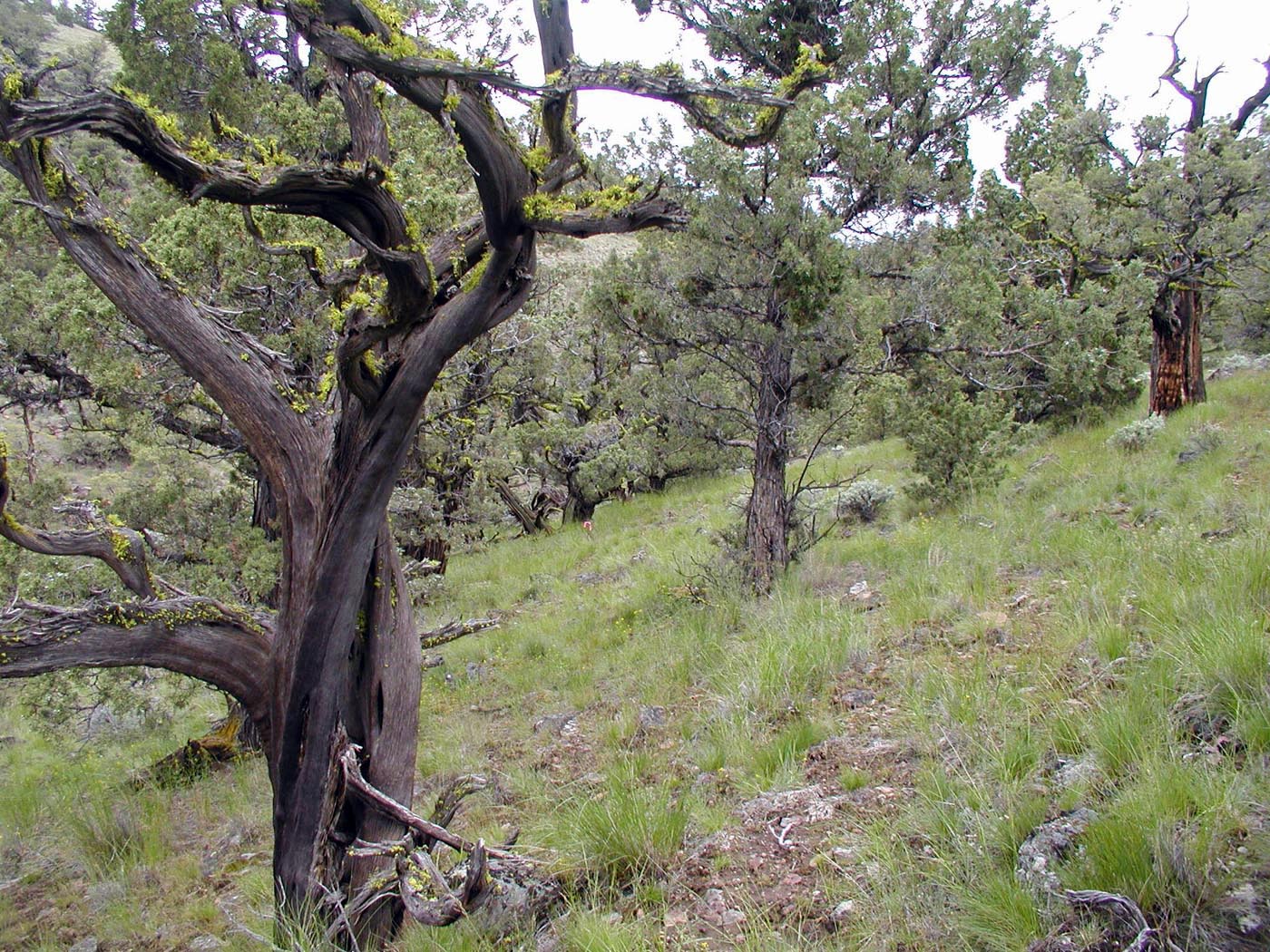 Pacific Northwest Interagency Natural Areas Network