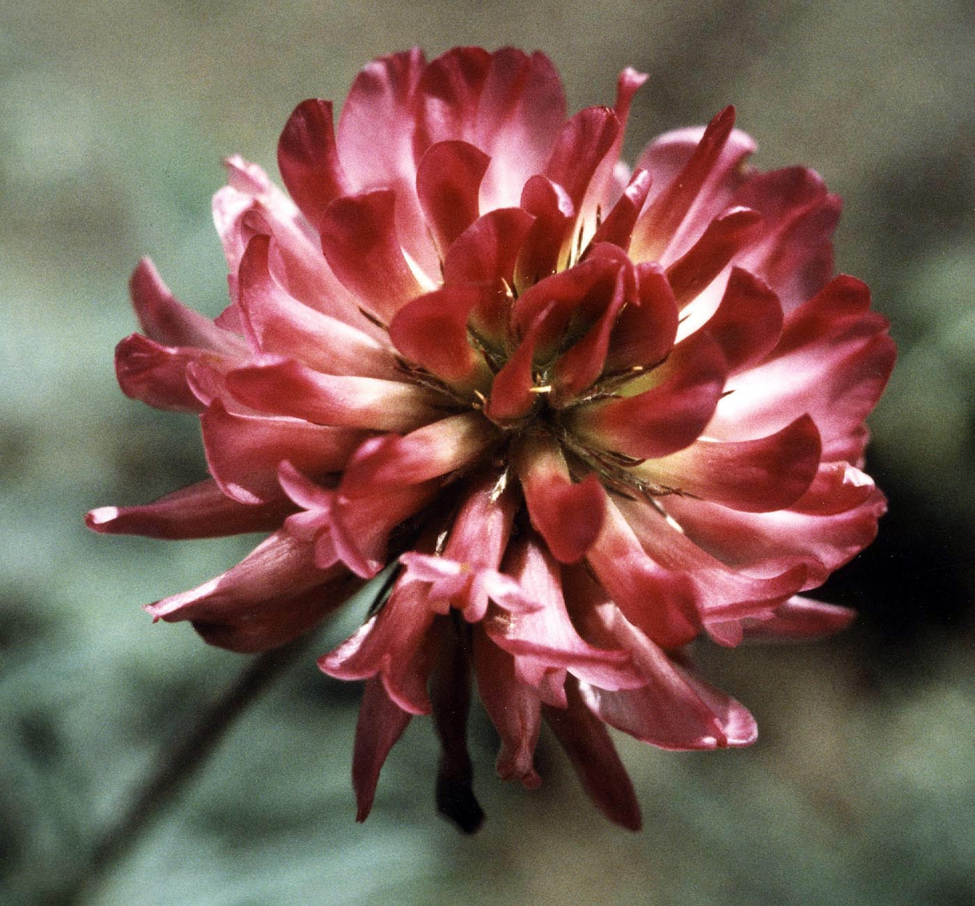 Pacific Northwest Interagency Natural Areas Network