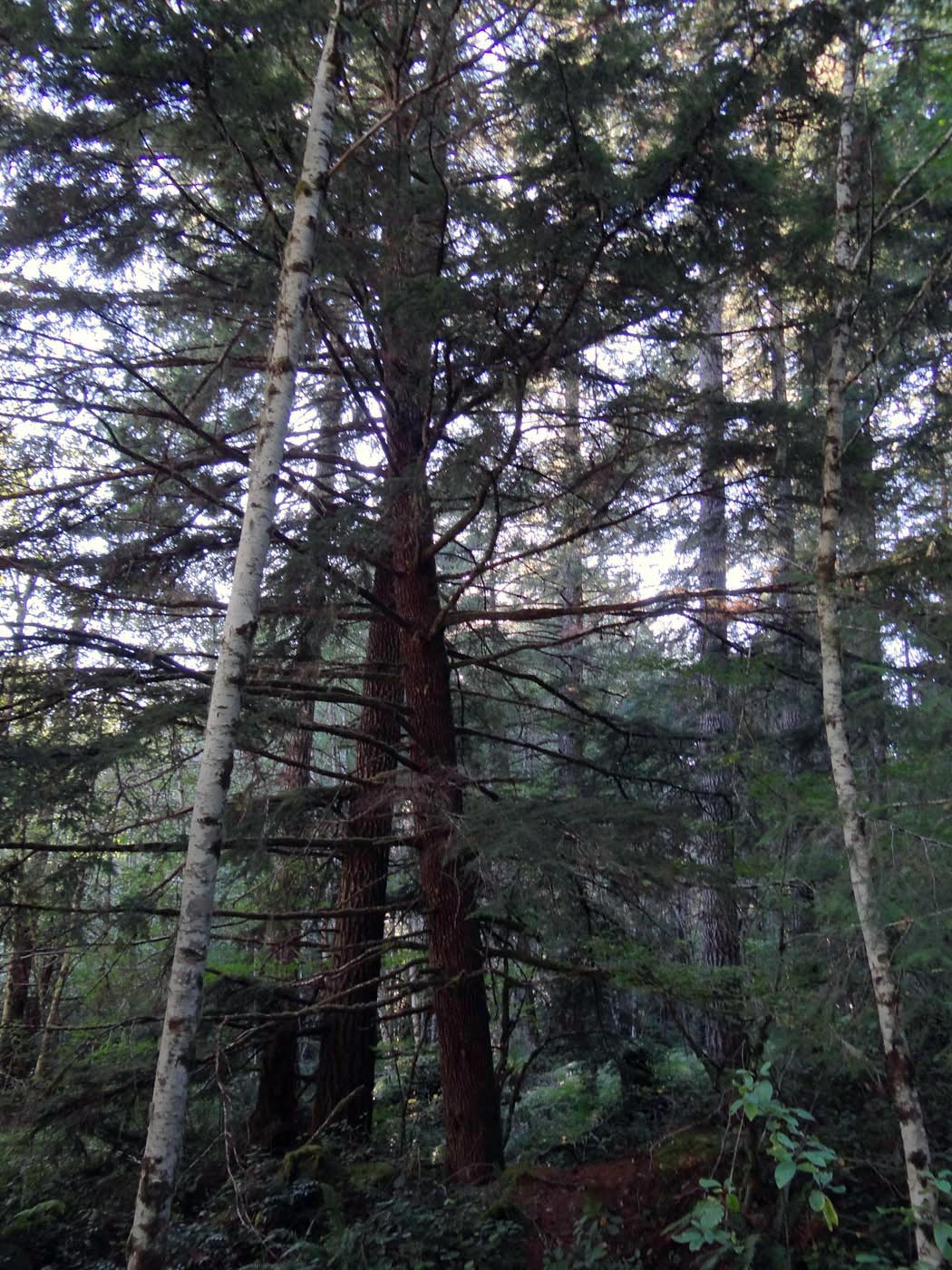 Pacific Northwest Interagency Natural Areas Network